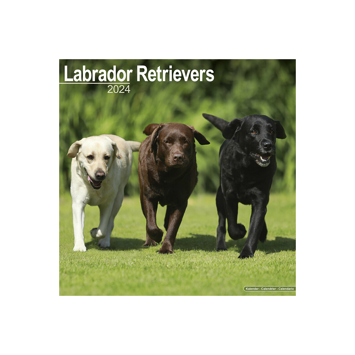 calendrier Labrador 2024