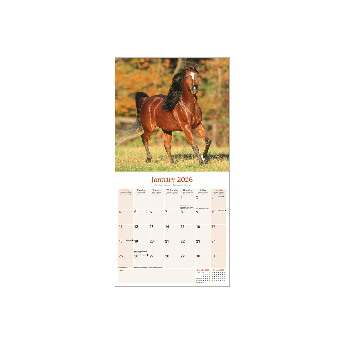 Calendrier Mural 2025 Cheval Arabe Chevaux Arabes Equitation Course