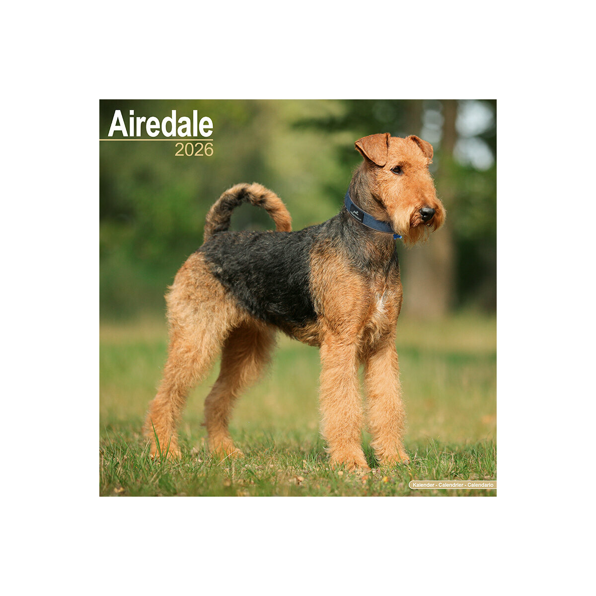 Calendrier Mural 2025 Airedale Terrier Chien de Terrier Calendrier Mural 2025 Airedale Terrier Chien de Terrier